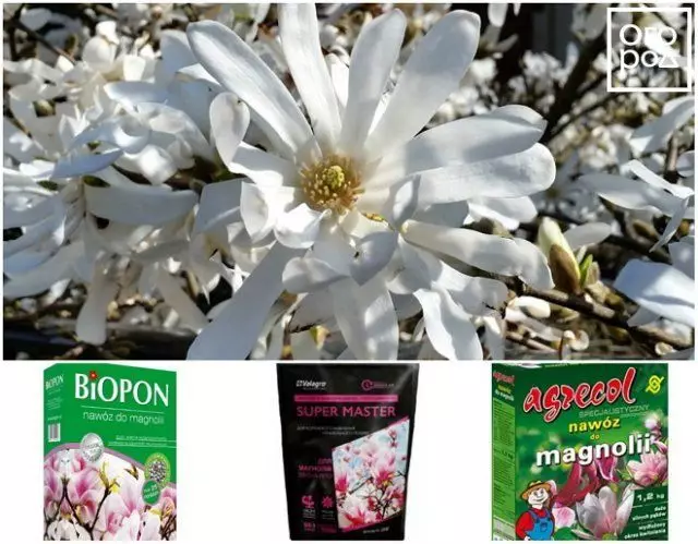 Fertilizers alang sa Magnolia