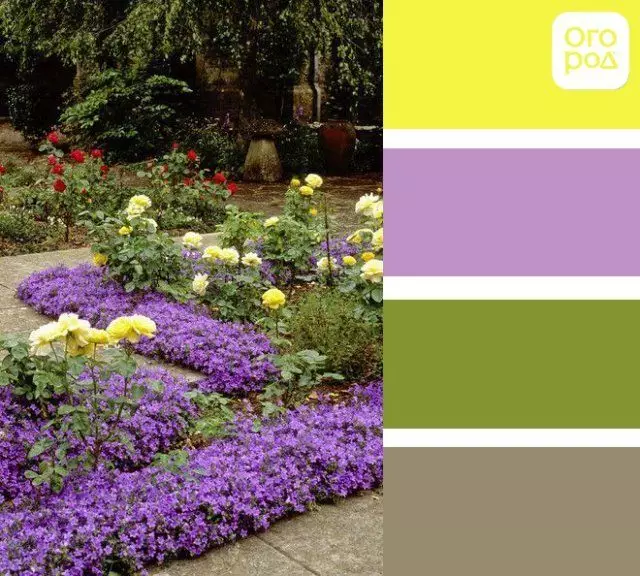 клумба з жовтих і фіолетових квітів, сад в жовто-фіолетових кольорах