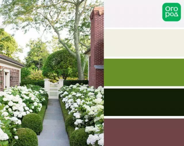 клумба з білими і зеленими кольорами, сад в біло-зелених кольорах
