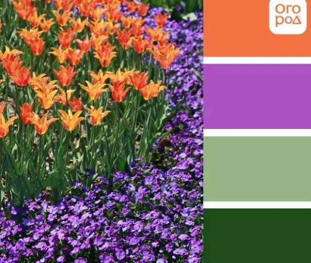 Kukkapenkki oranssi ja violetti kukkia, puutarha violetti oranssi värit