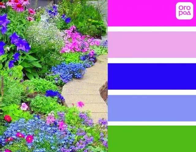 Kwietnik z różowymi i niebieskimi kwiatami, różowym i niebieskim ogrodem