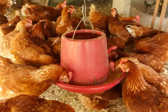 Ayam makan dari feeder