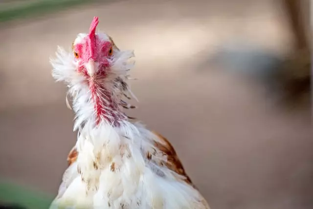 Kehilangan bulu dari ayam