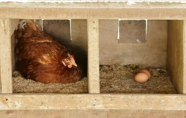 Ayam yang dibawa dengan teruk