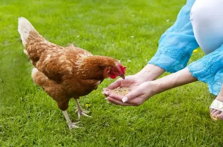 Jarak katering: Bagaimana untuk mengenali bahawa ayam sakit - pertolongan cemas dan pencegahan 2281_14