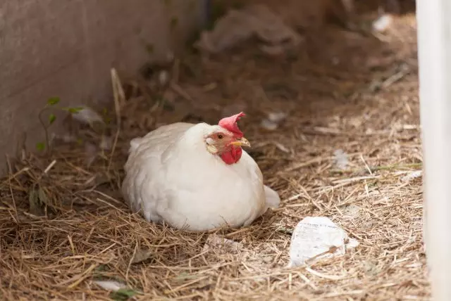 Ayam tidak mempunyai selera makan