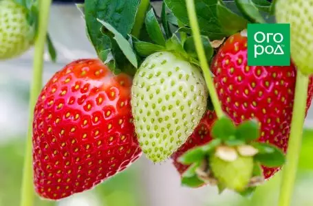 Grey Rot di Taman Strawberry: Gejala dan Kaedah Perjuangan 2287_1