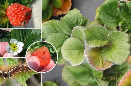 Grey Rot di Taman Strawberry: Gejala dan Kaedah Perjuangan 2287_10