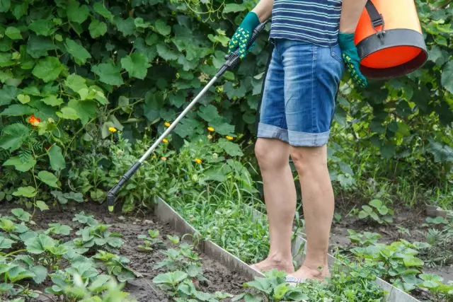 Strawberry processing.