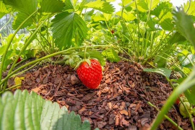 Fresas de jardín de mulching