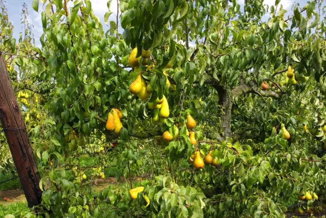 Than to feed pears in July