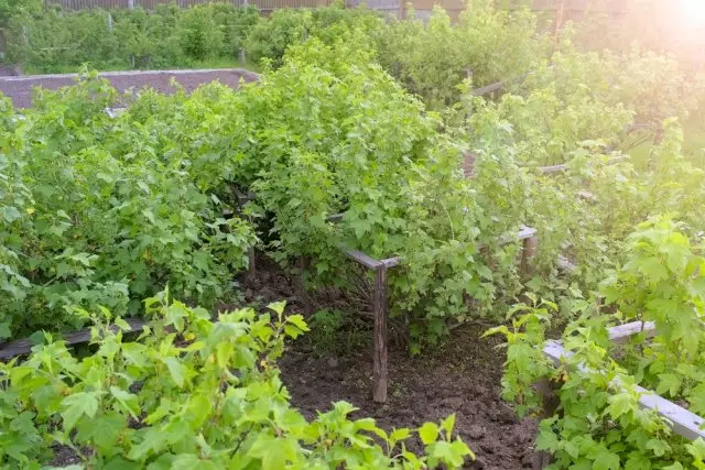 Pane kupa iyo currants uye gooseberries muna Chikunguru