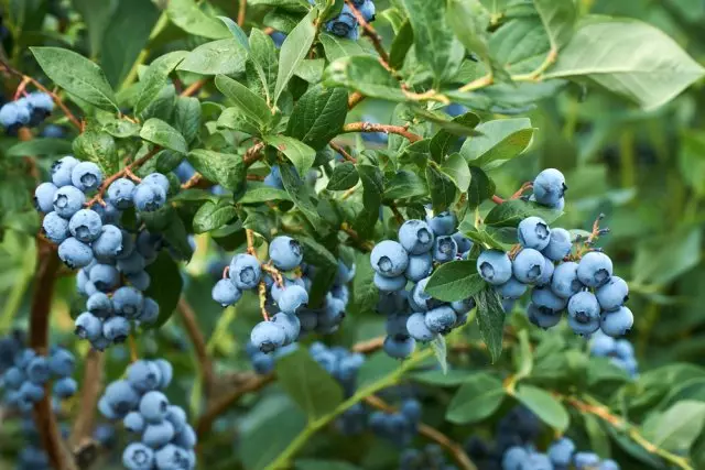 Than to feed the blueberry in July