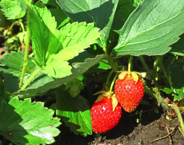 What to bother strawberries in July