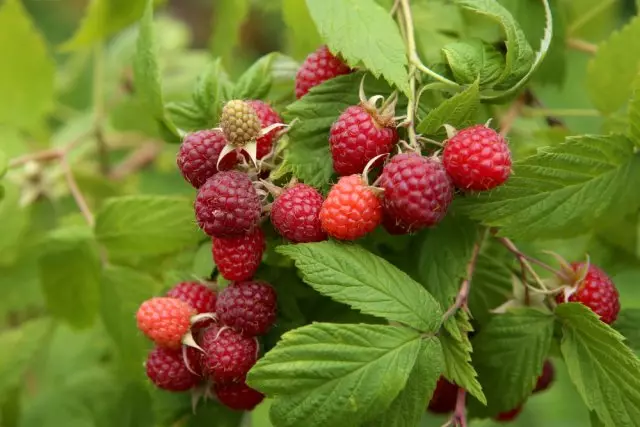 Pane kupa raspberry muna Chikunguru