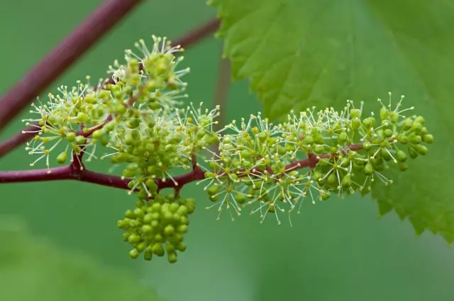 Than to feed grapes in July