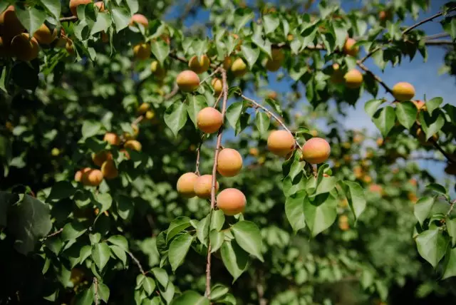 Pane kudyisa plum muna Chikunguru