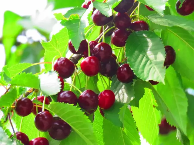 Than to feed the cherry in July