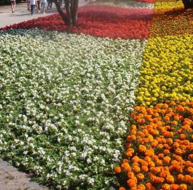 Kwiatowy dywan