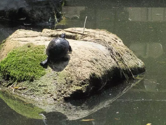 Turtle avê
