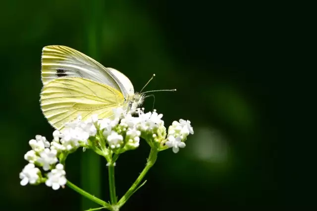 Butterfly Belyanka.