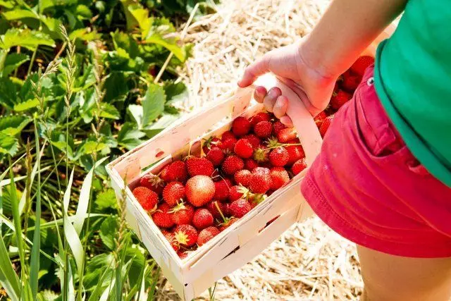 Strawberry dalam keranjang