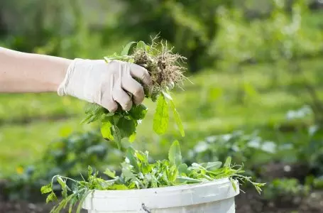 Τι να ενοχλήσει τις φράουλες το φθινόπωρο 2293_7