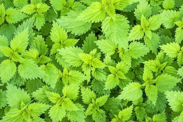 Nettle