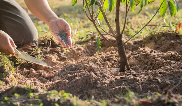 Tibatan pikeun eupan tangkal sareng shrubs