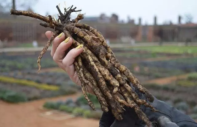 Edible roots