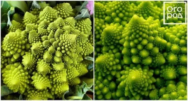 Kohl Romanesco-Vielfalt.