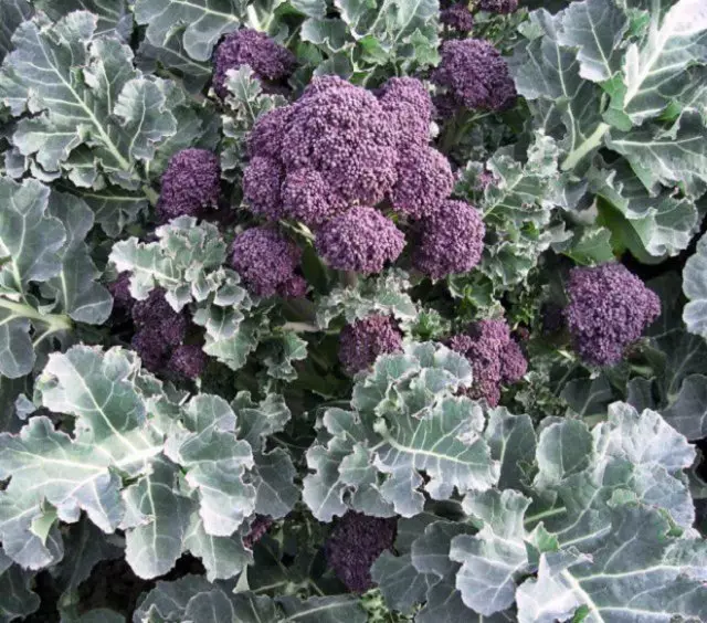 Variété de chou du brocoli