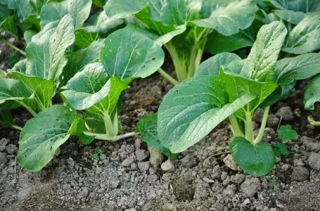 Was ist der nützlichste Kohl? Beliebte Artenbewertung mit Sorten 2304_30