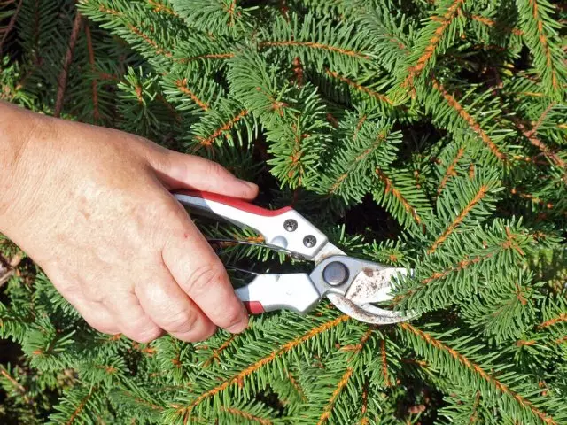 Pruning pruning