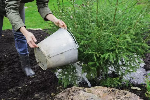 Watering pepelakan konifer