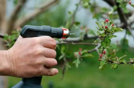 Tillväxt och utvecklingsregulatorer: Hur man inte blir förvirrad i olika droger 2309_8