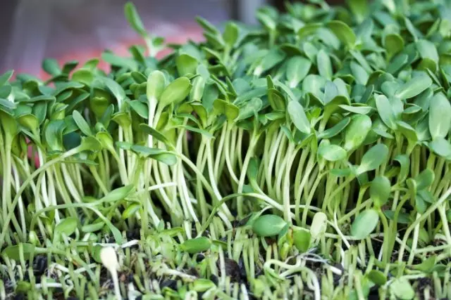 Plantor efter felaktig användning av stimulanser