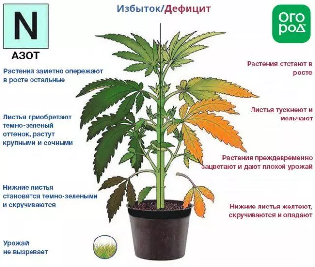 पौधे में अतिरिक्त और नाइट्रोजन घाटा क्या करता है