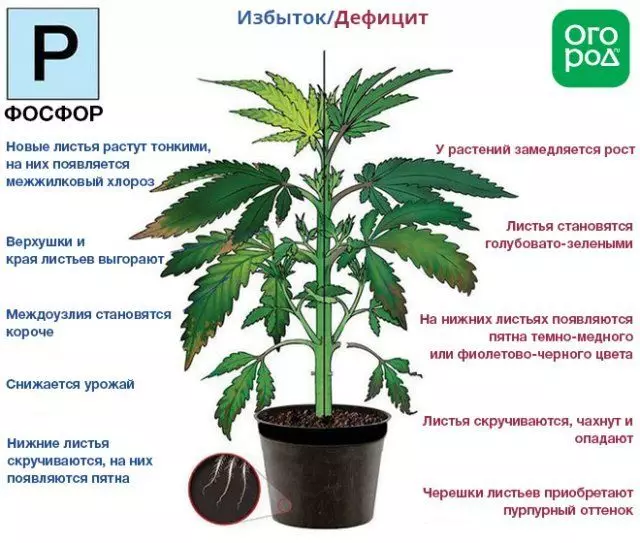 What is the excess and deficiency of phosphorus in the plant