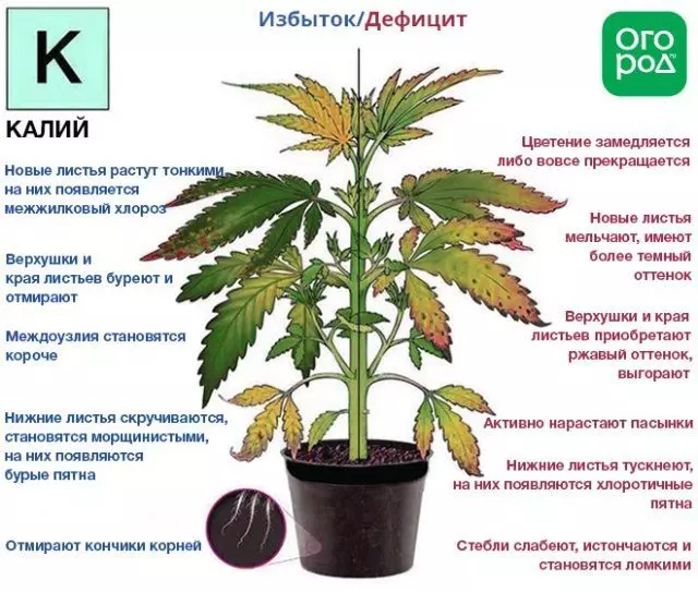 What is the excess and deficiency of potassium in the plant