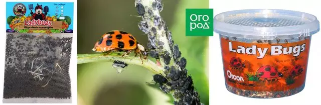 Biological Pest Control Useful Beetles Buy