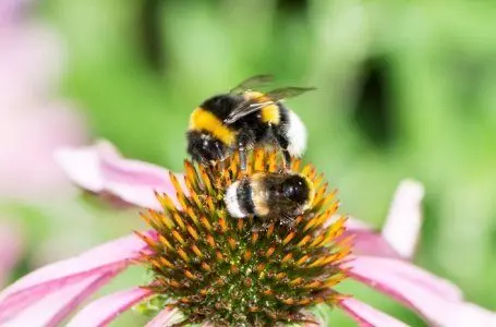 Zhukov va ordenar? On, com i quin tipus de jardí i el jardí dels insectes es poden comprar 2344_12