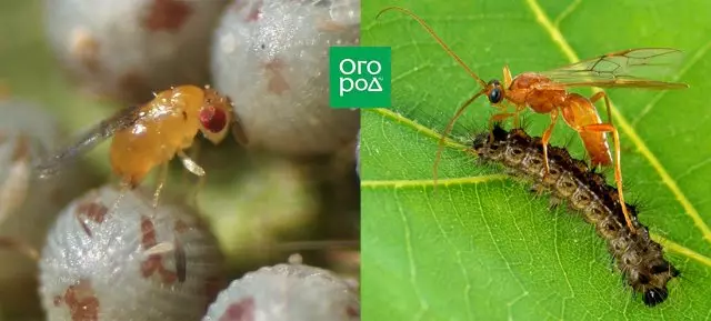 Biologiska skadedjurskontroll Användbara skalbaggar Köp