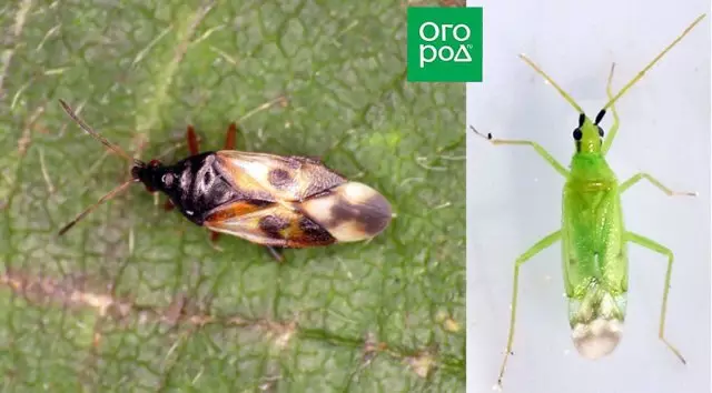 Control de plagues biològiques Beetles útils