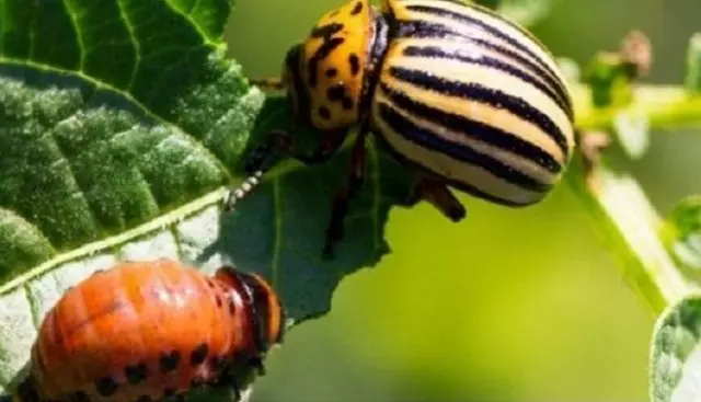 Colorado Beetle u vrtu