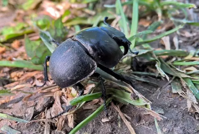 එළවළු වත්තෙහි ක්රාවික්