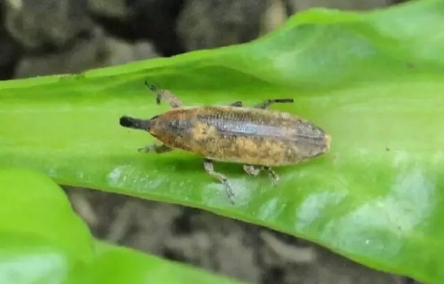 Weevil өсүмдүк бакчасында