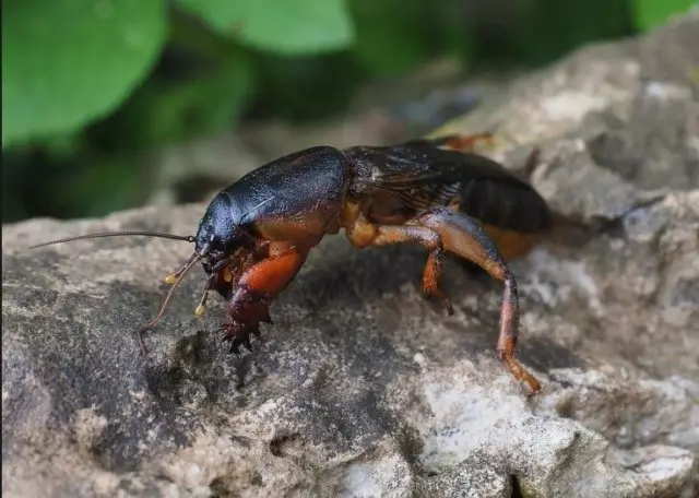 එළවළු වත්තෙහි මෙඩෙඩා