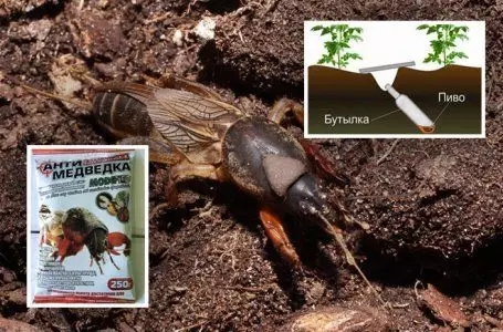 Nga të cilat beetles në kopsht të jetë i sigurt për të hequr qafe: top 7 dëmtuesit 2346_6