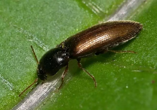 Beetle hutcun ninu ọgba